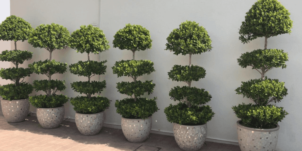 Ultimate Guide to Ficus Panda - A Perfect Addition to UAE's Outdoor ...