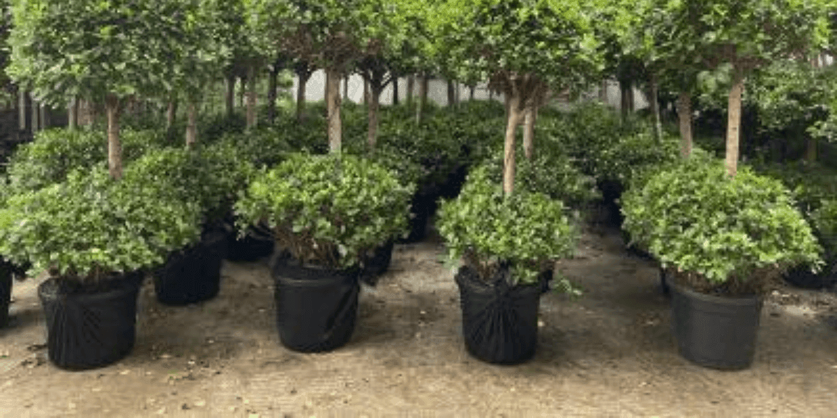 Ultimate Guide to Ficus Panda - A Perfect Addition to UAE's Outdoor ...