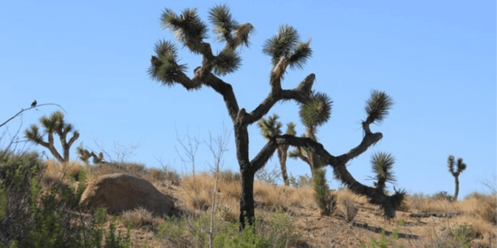 The Ghaf Tree: Sustainable Desert Landscaping Solution