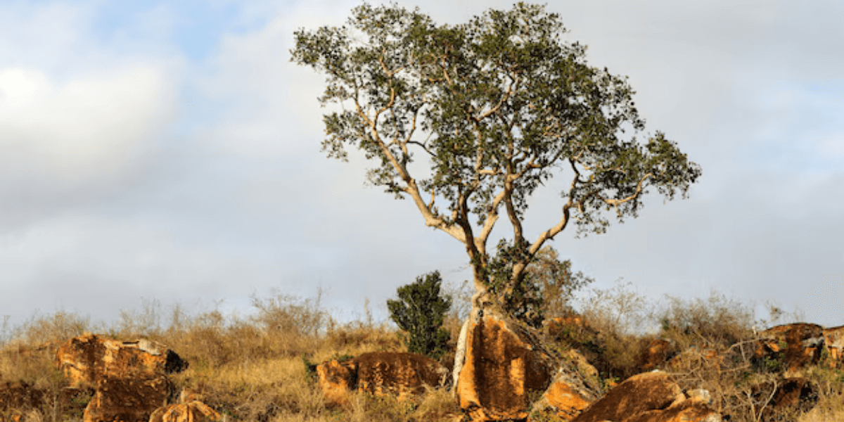 The Ghaf Tree: Sustainable Desert Landscaping Solution