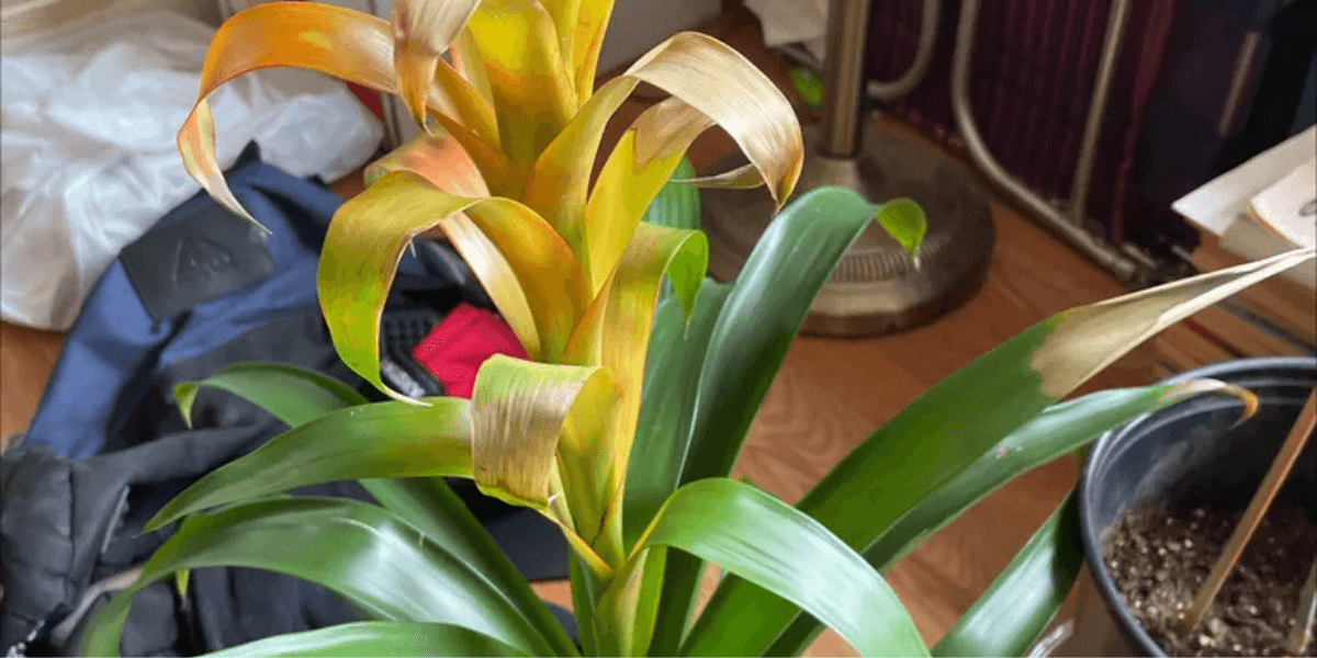 Guzmania Plant Guide: Care, Benefits, and Growth Tips - Al Saqir Plants