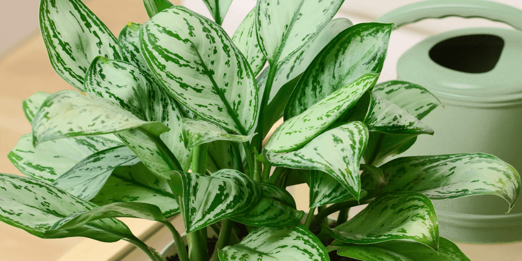 Maria Christina Plant: A Stunning Choice in Abu Dhabi - Al Saqir Plants