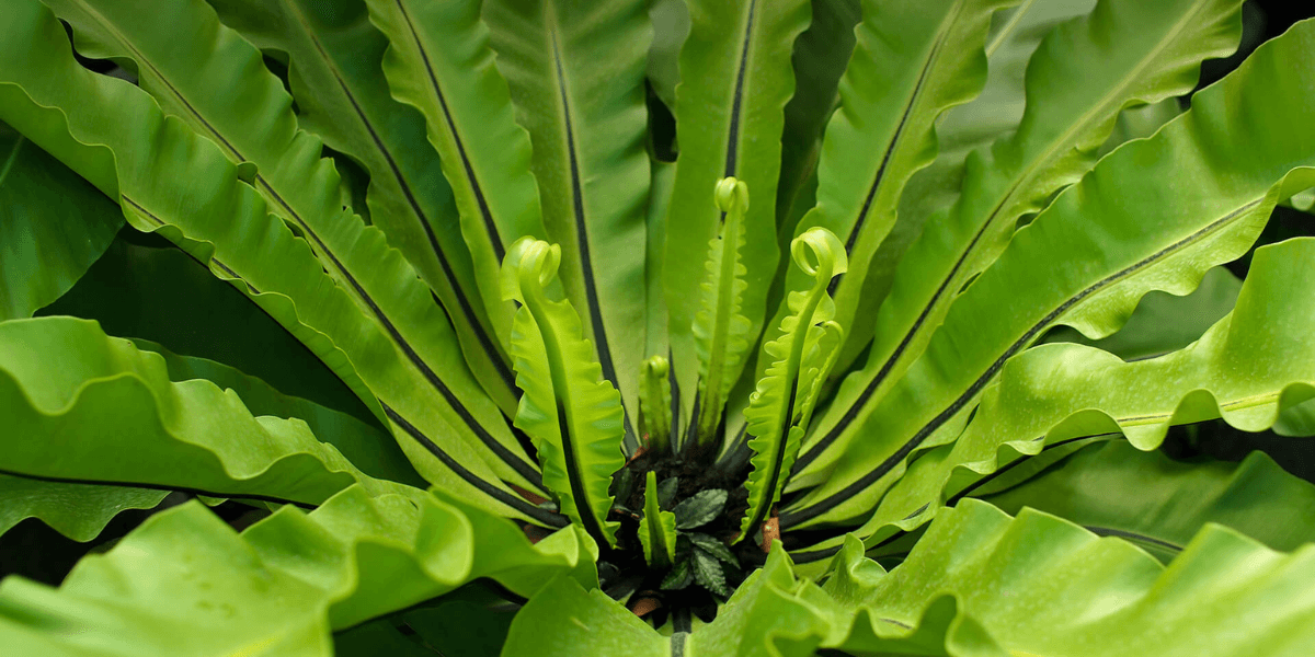 Asplenium: A Stunning Air Purifying Fern for Your Space - Al Saqir Plants