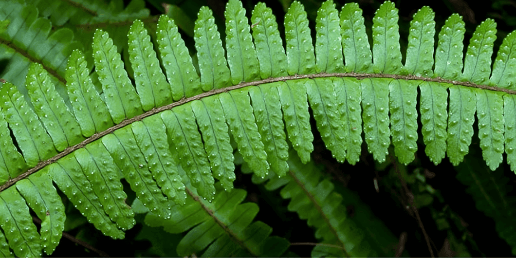 Nephrolepis: A Beautiful, Air-Purifying Fern for Your Space - Al Saqir ...