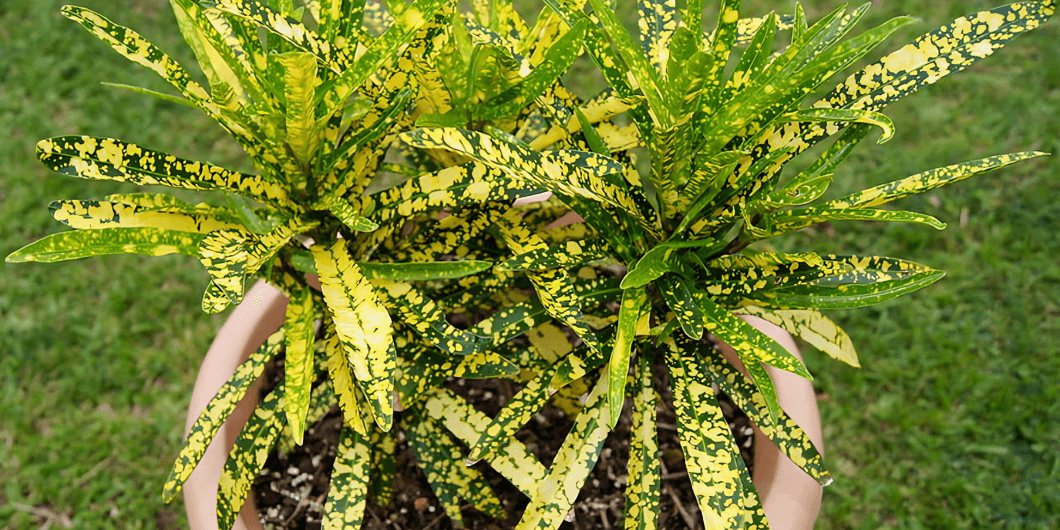 Croton Finger: A Striking and Vibrant Indoor Choice