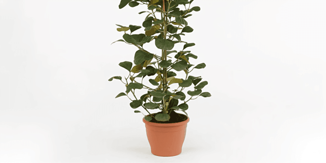 Ficus Cyathistipula: A Stylish, Low-Maintenance Plant - Al Saqir Plants