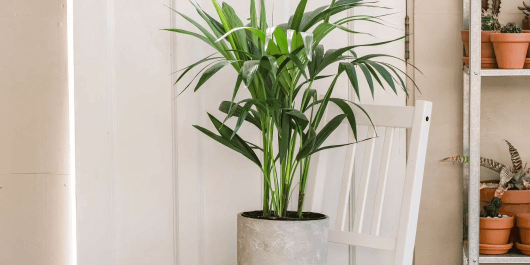 Kentia Palm: The Elegant Indoor Plant That Elevates Any Space - Al ...