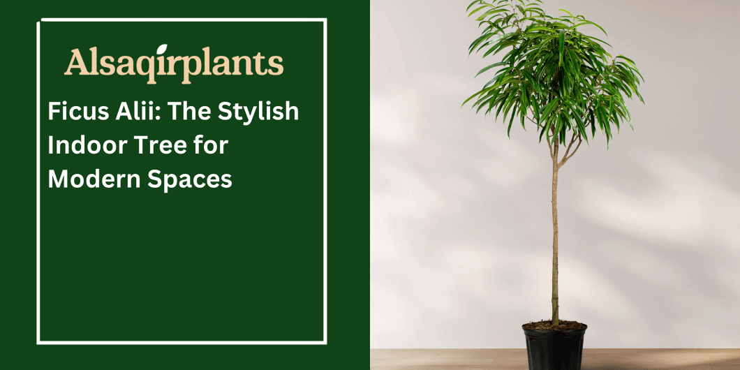 Ficus Alii: A Chic Indoor Tree for Contemporary Homes
