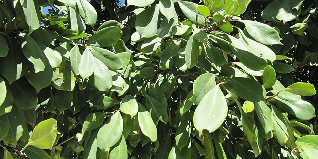 Ficus Cyathistipula: A Stylish, Low-Maintenance Plant - Al Saqir Plants