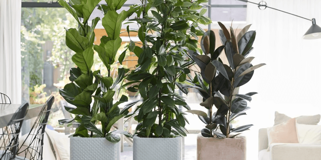 Ficus Cyathistipula: A Stylish, Low-Maintenance Plant - Al Saqir Plants