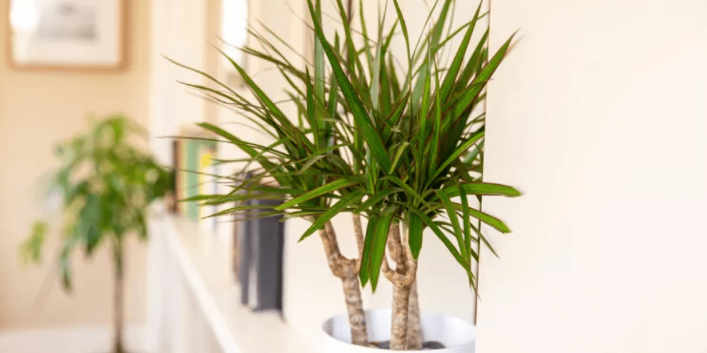 Dracaena Marginata: A Stylish Plant for UAE Homes