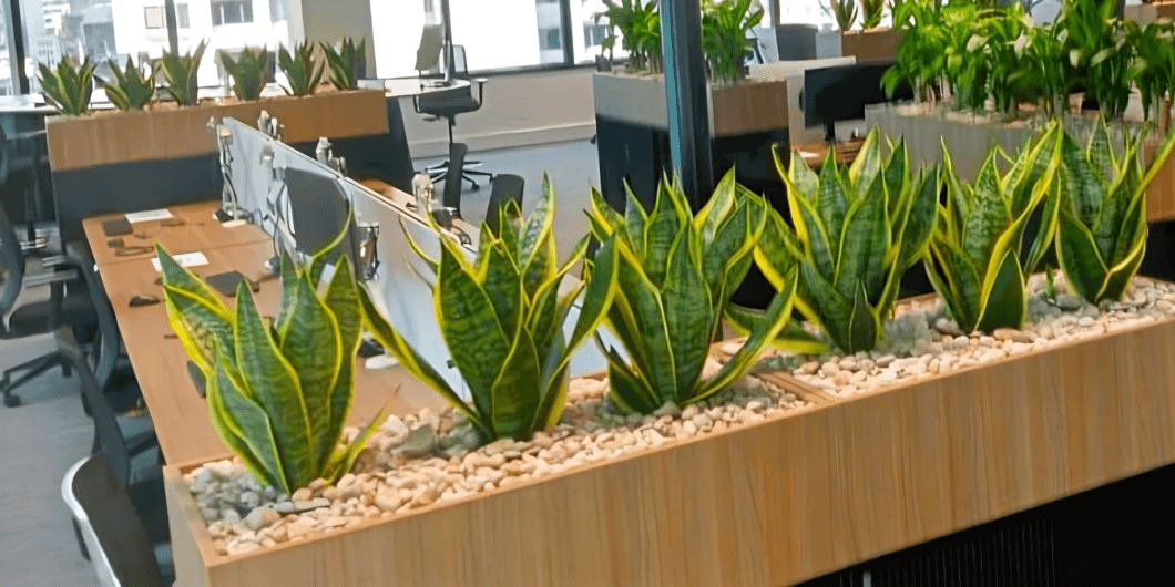 Best Low‑Maintenance Office Plants for Workspaces - Al Saqir Plants