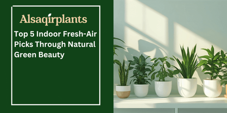 Top 5 Indoor Fresh-Air Picks Through Natural Green Beauty - Al Saqir Plants